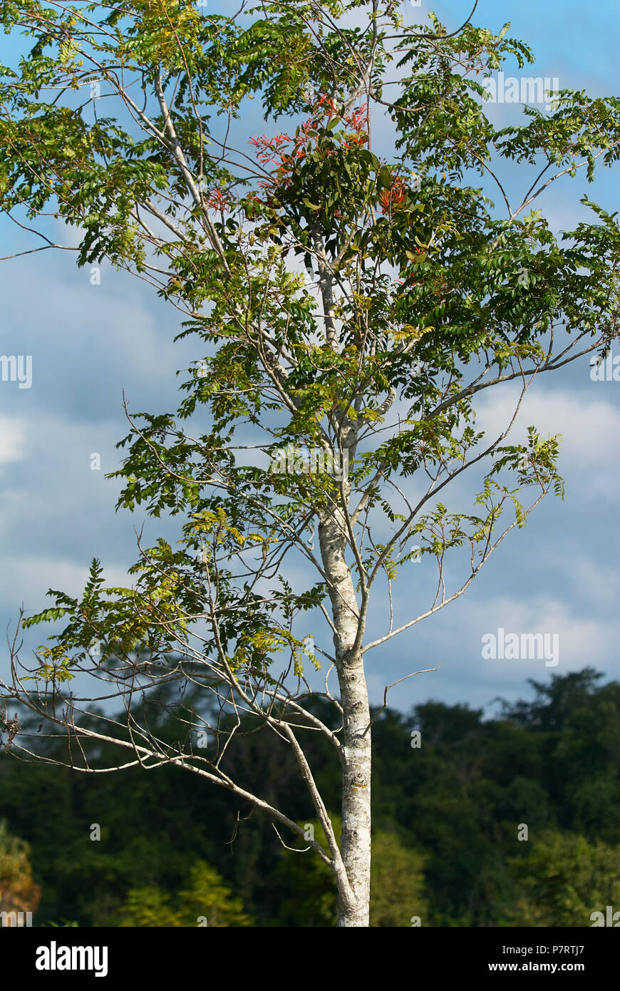 Campeche tree hi-res stock photography and images - Alamy