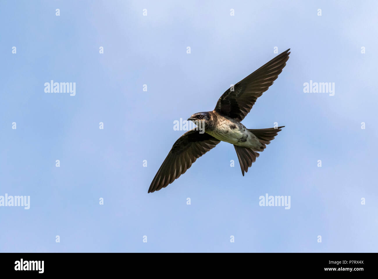 Female Purple Martin High Resolution Stock Photography and Images - Alamy