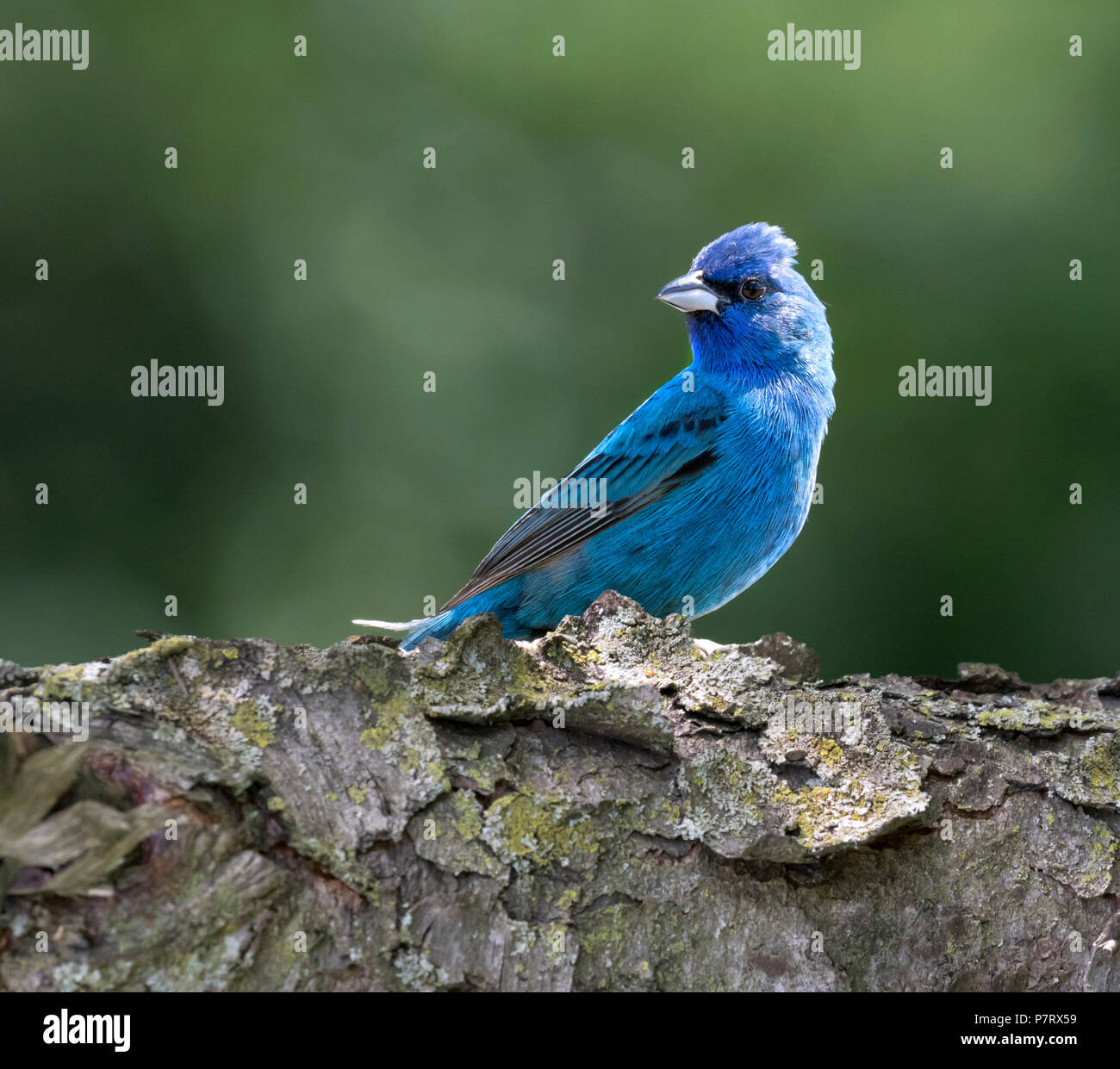 Indigo bunting passerina cyanea hi-res stock photography and images - Alamy
