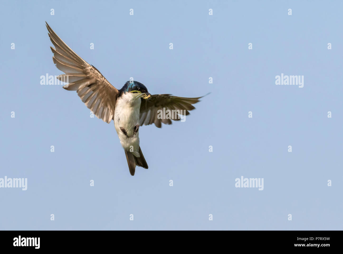 Tree swallow (Tachycineta bicolor) flying with insects in the beak ...