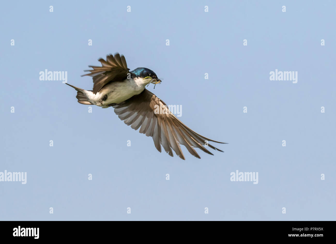 Tree swallow (Tachycineta bicolor) flying with insects in the beak ...