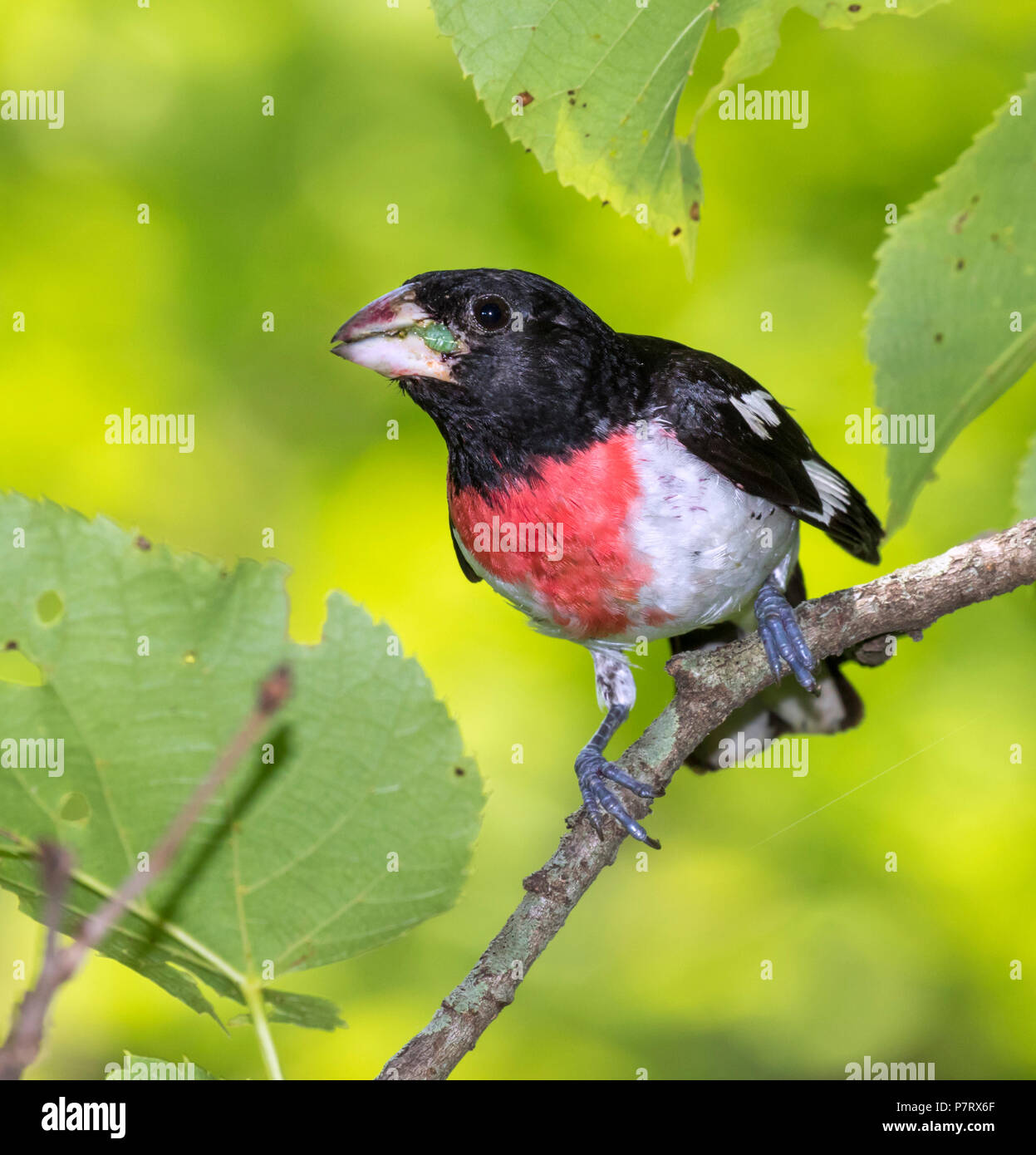 Rose Breasted Grosbeak Stock Photos & Rose Breasted Grosbeak Stock ...