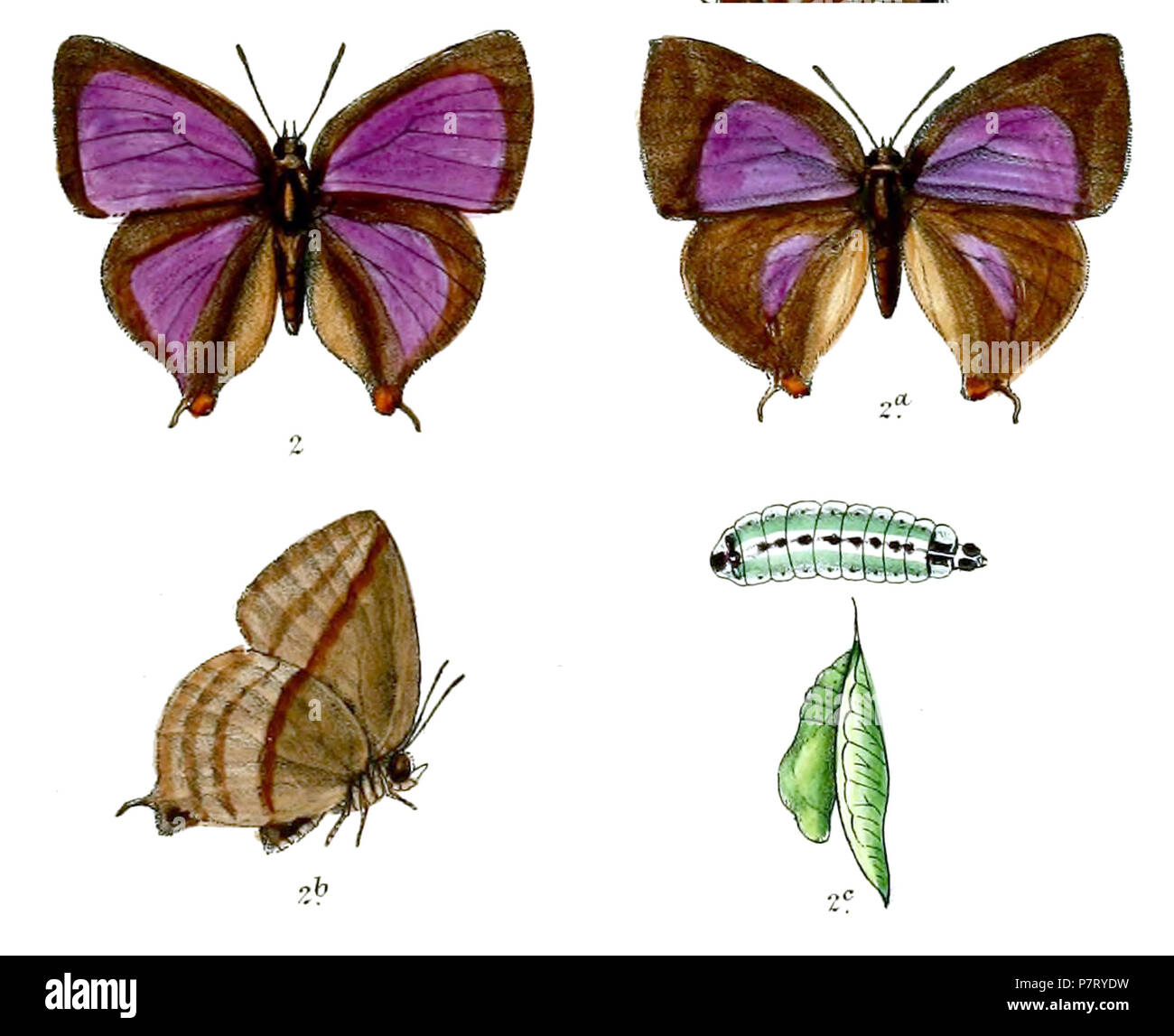 670 Cut Out Stock Images & Pictures - Alamy