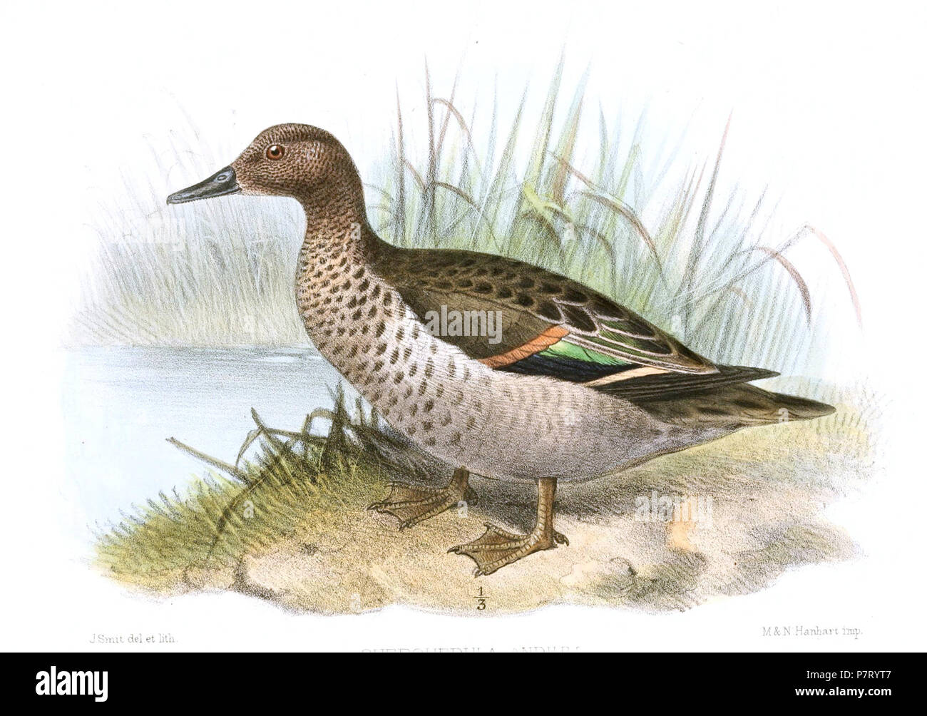 Andium hi-res stock photography and images - Alamy