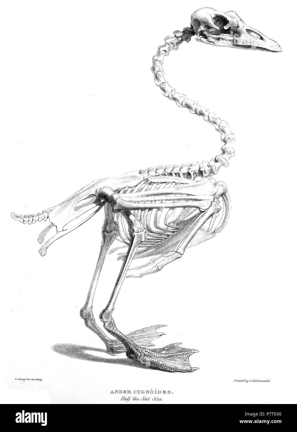Skeleton of Anser cygnoides . 1869 23 AnserCygnoidesSkeleton Stock ...