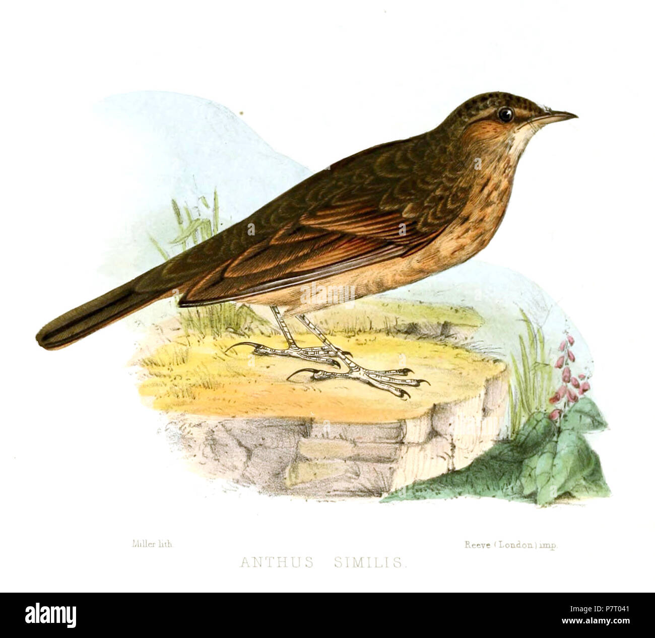 Anthus similis hi-res stock photography and images - Alamy