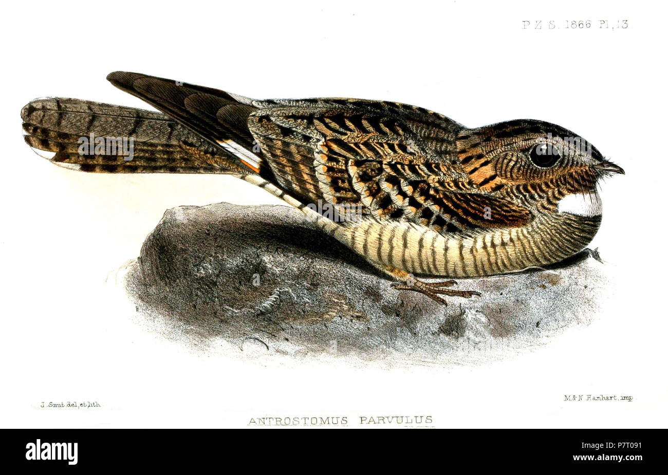 Adult Male Nightjar High Resolution Stock Photography and Images - Alamy