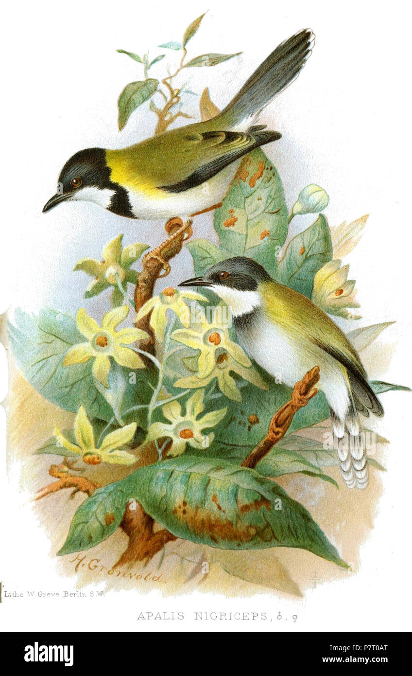 Nigriceps hi-res stock photography and images - Alamy