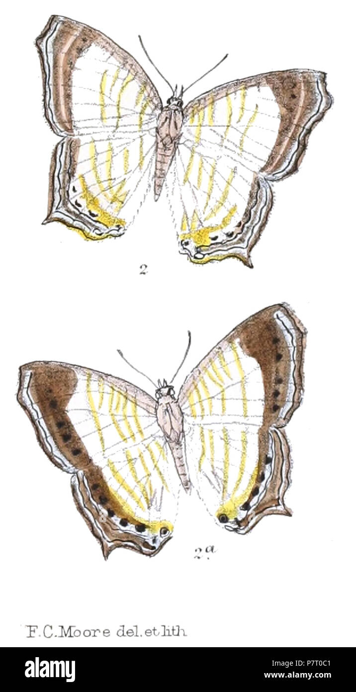 Periander hi-res stock photography and images - Alamy