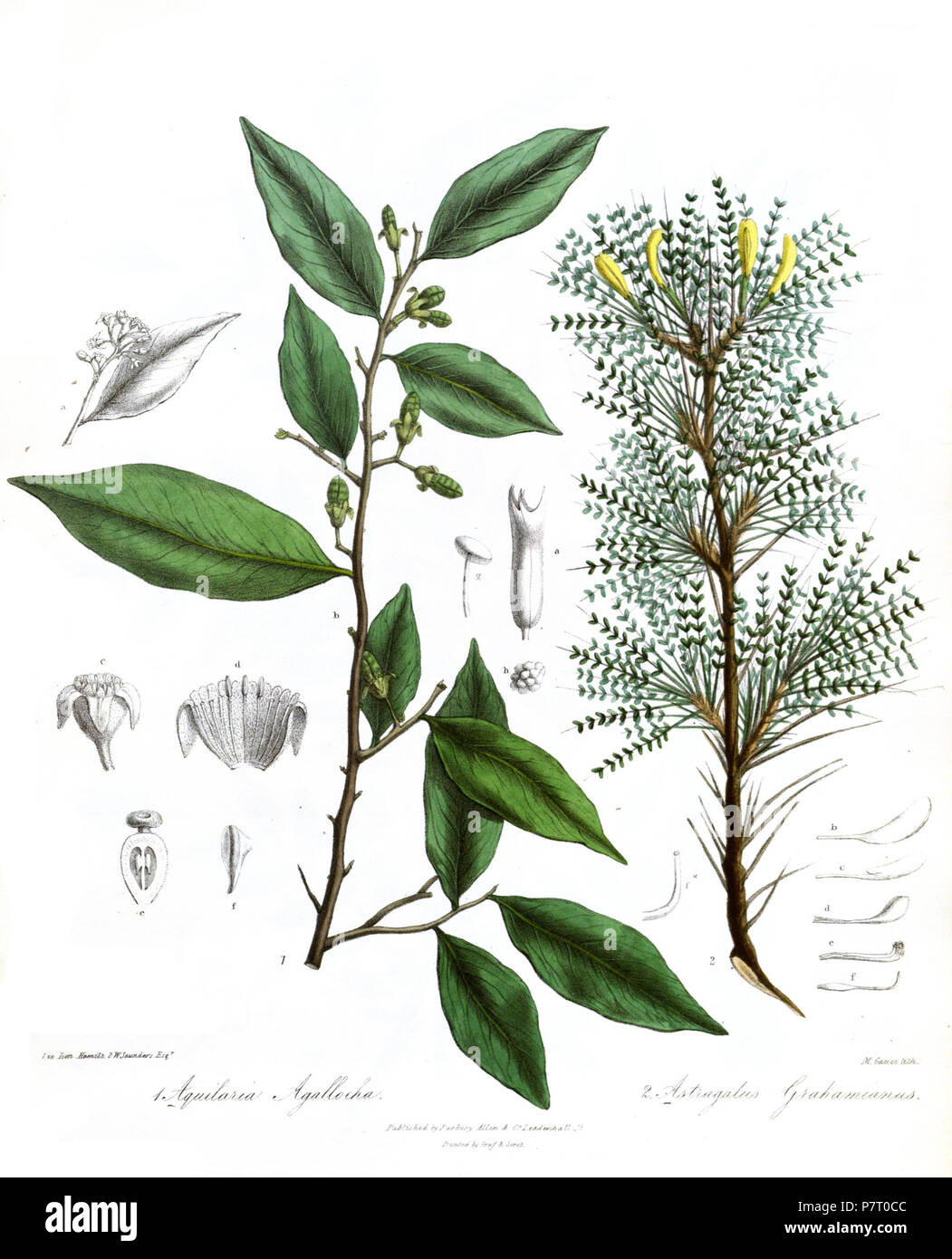 Aquilaria Agallocha