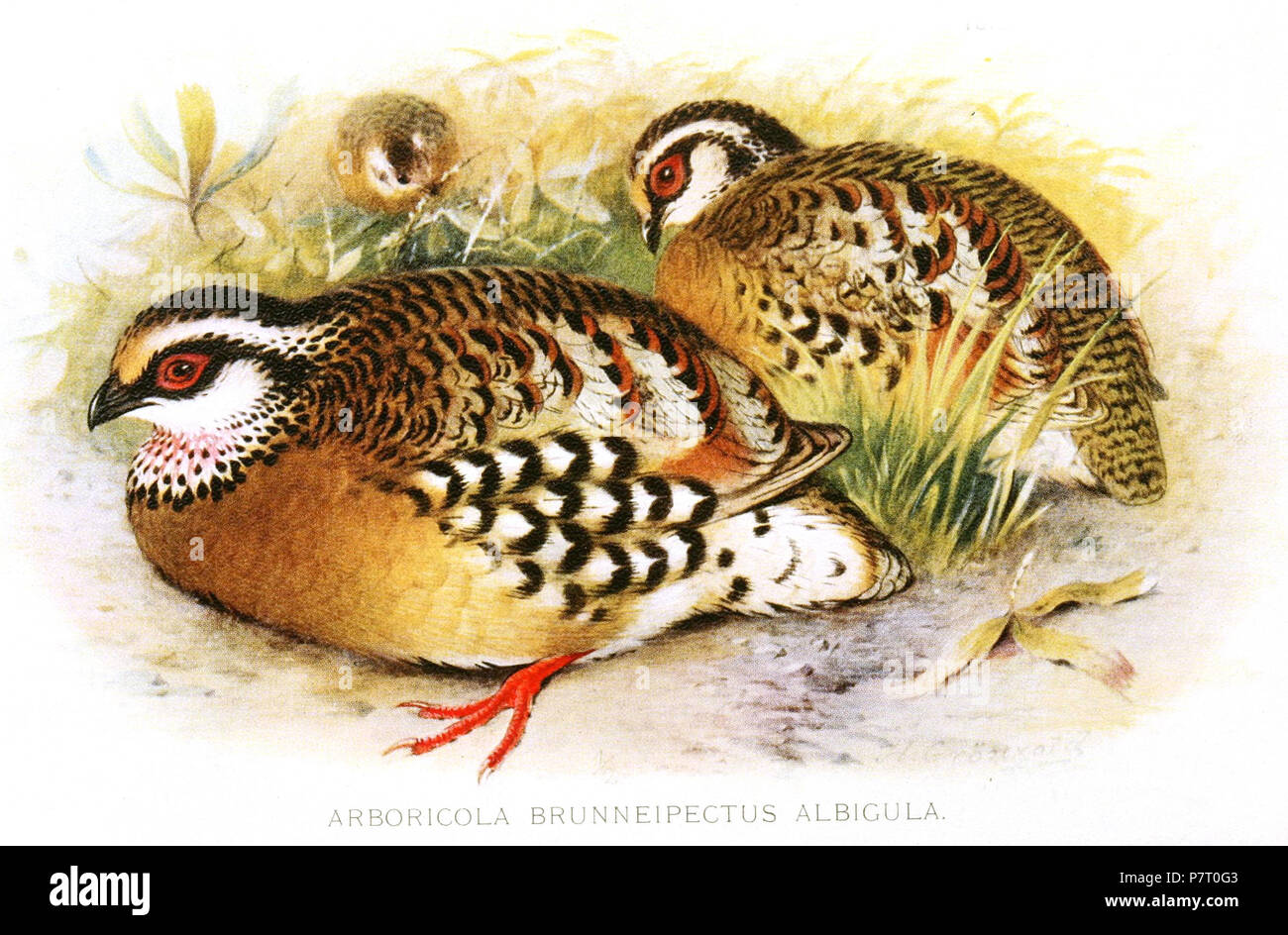 Arborophila brunneopectus hi-res stock photography and images - Alamy