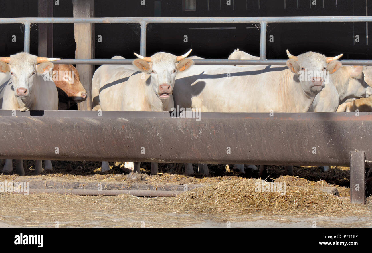 white charolais cows in cowshed Stock Photo - Alamy