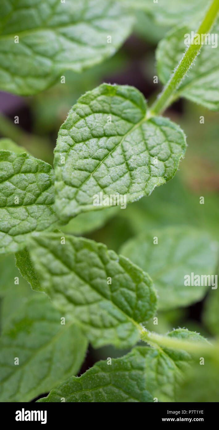 Mentha piperata hi-res stock photography and images - Alamy