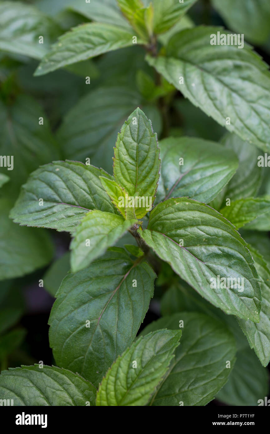 Mentha x piperita ‘chocolate’ hi-res stock photography and images - Alamy