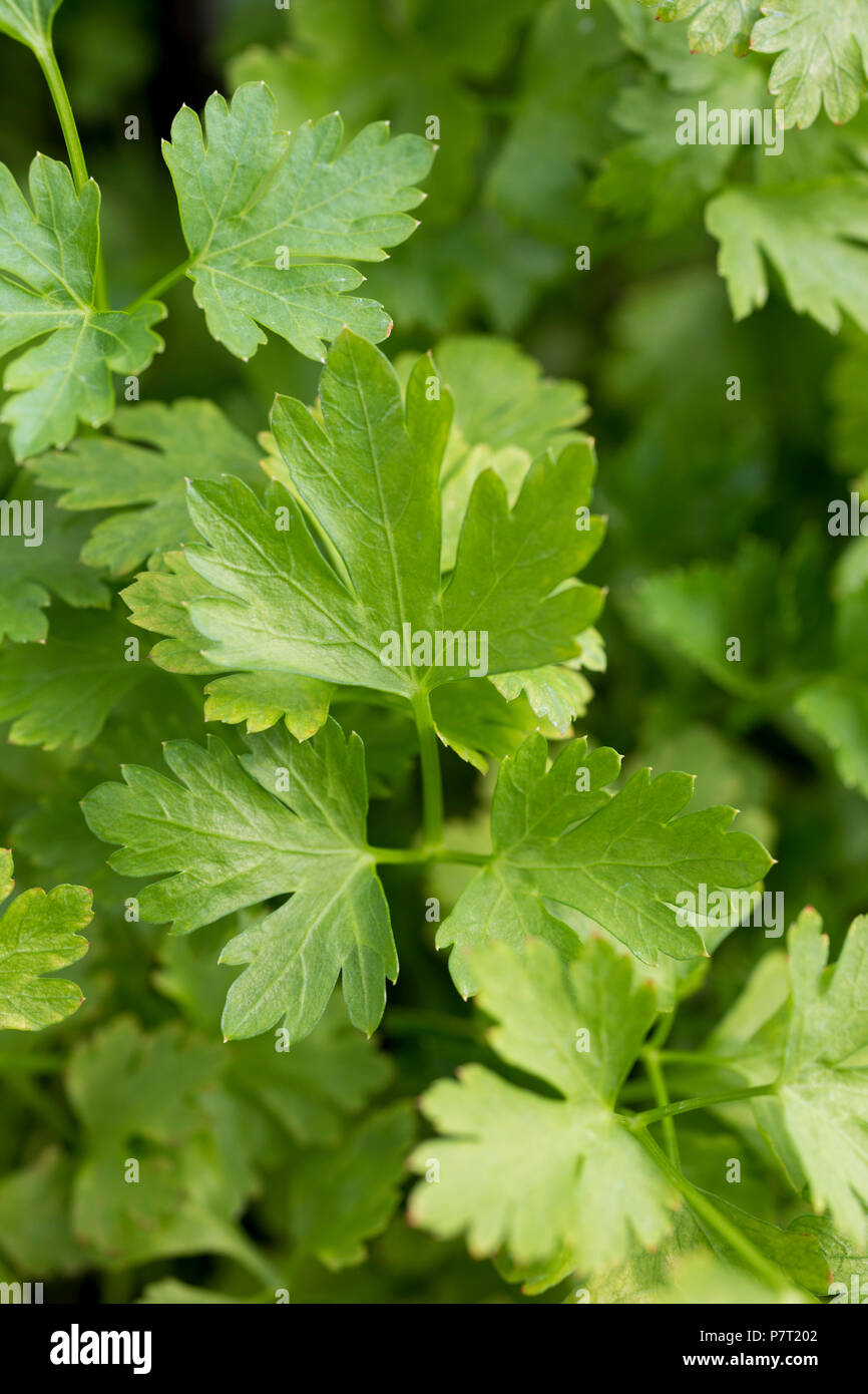 French parsley hi-res stock photography and images - Alamy