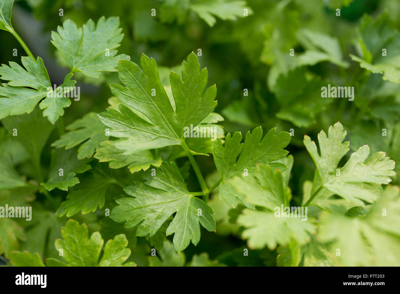 French parsley hi-res stock photography and images - Alamy