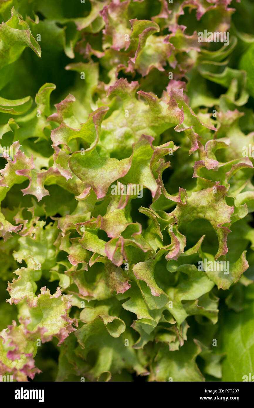 Lettuce 'Lollo Rosso' Stock Photo - Alamy