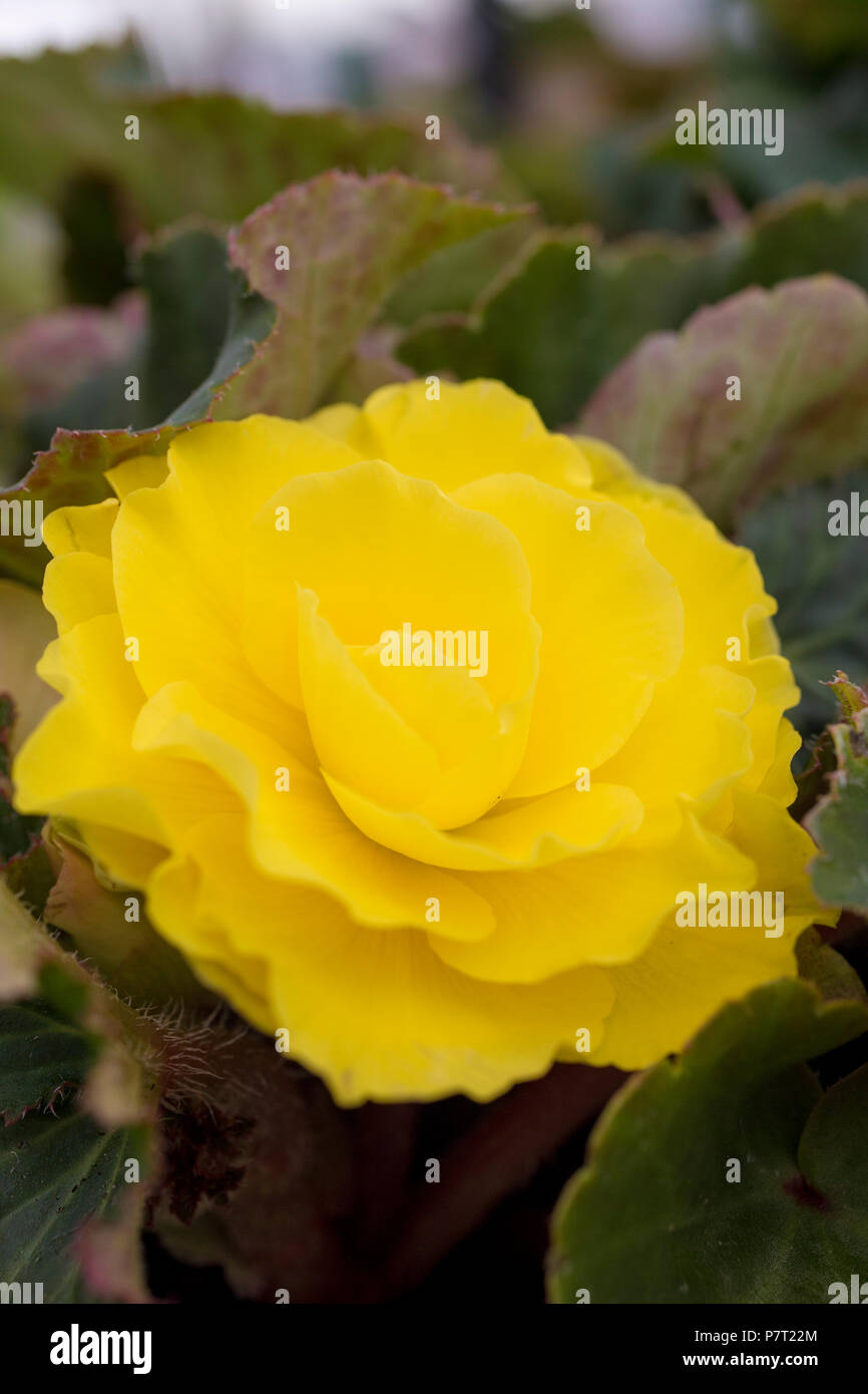 Begonia 'Non Stop Yellow Red Back' Stock Photo - Alamy