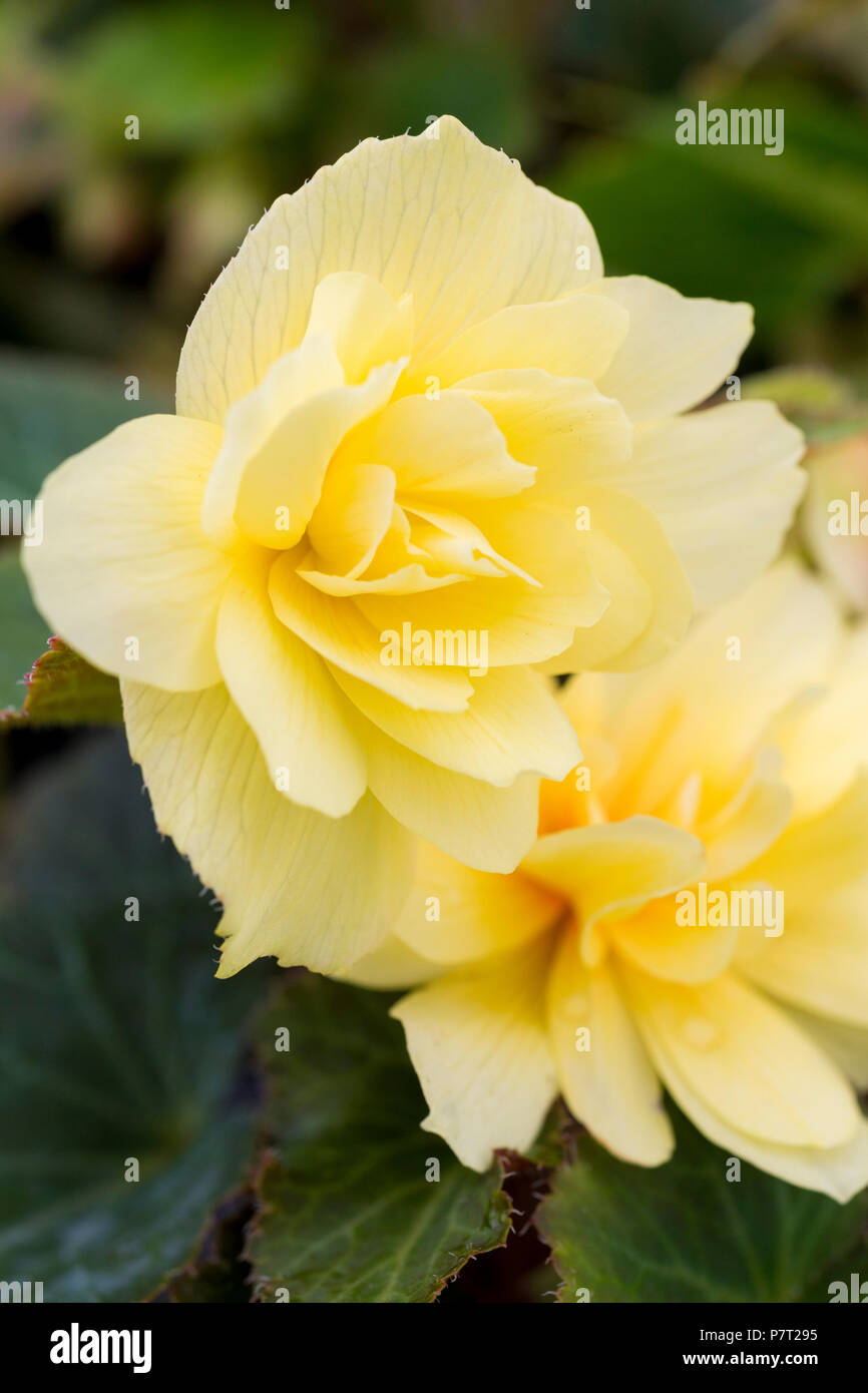 Begonia illumination series hi-res stock photography and images - Alamy