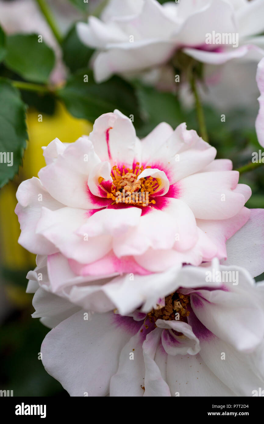 Rosa 'Bright Eyes' Stock Photo - Alamy