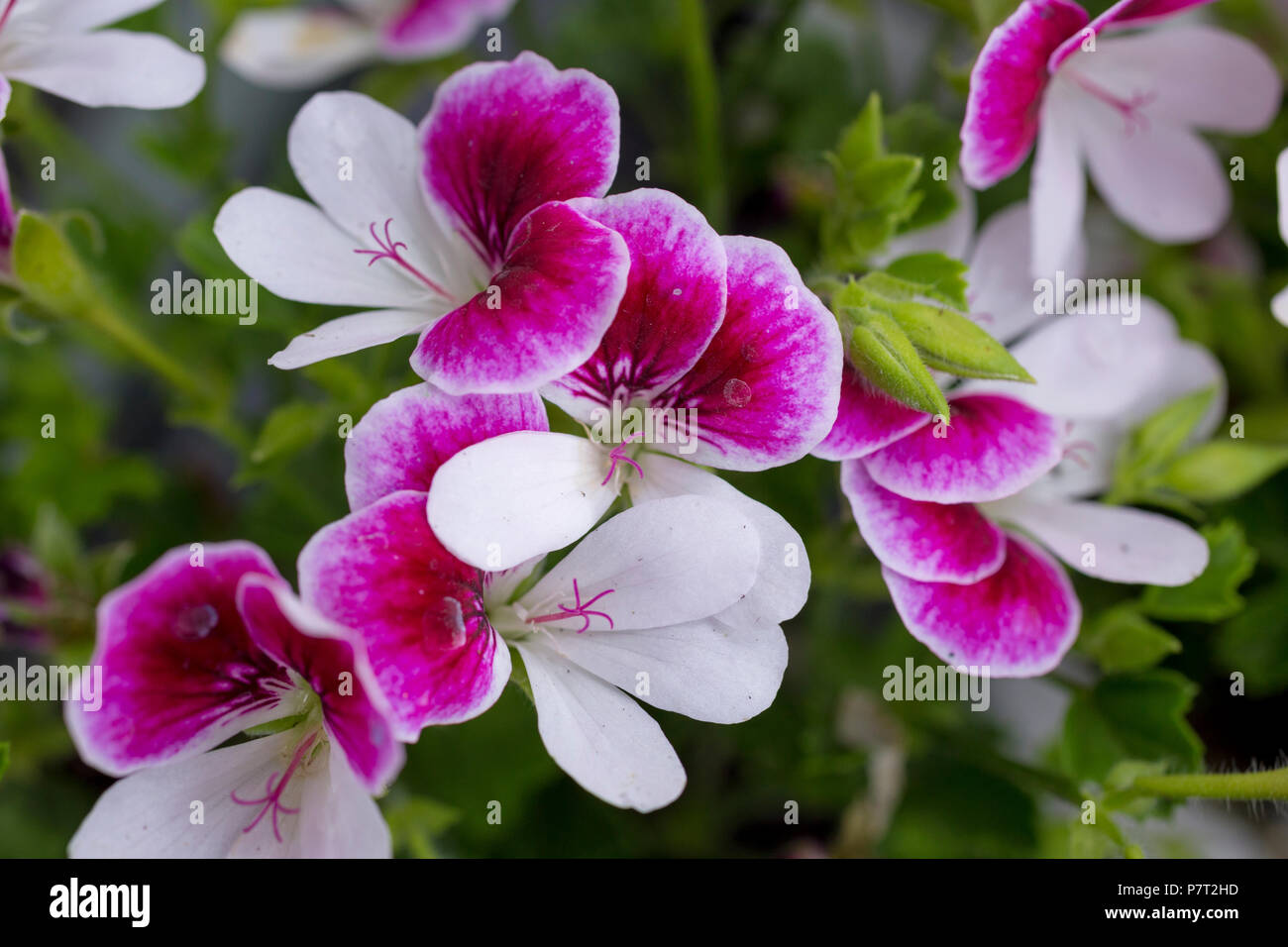 Angel eyes pelargonium hi-res stock photography and images - Alamy