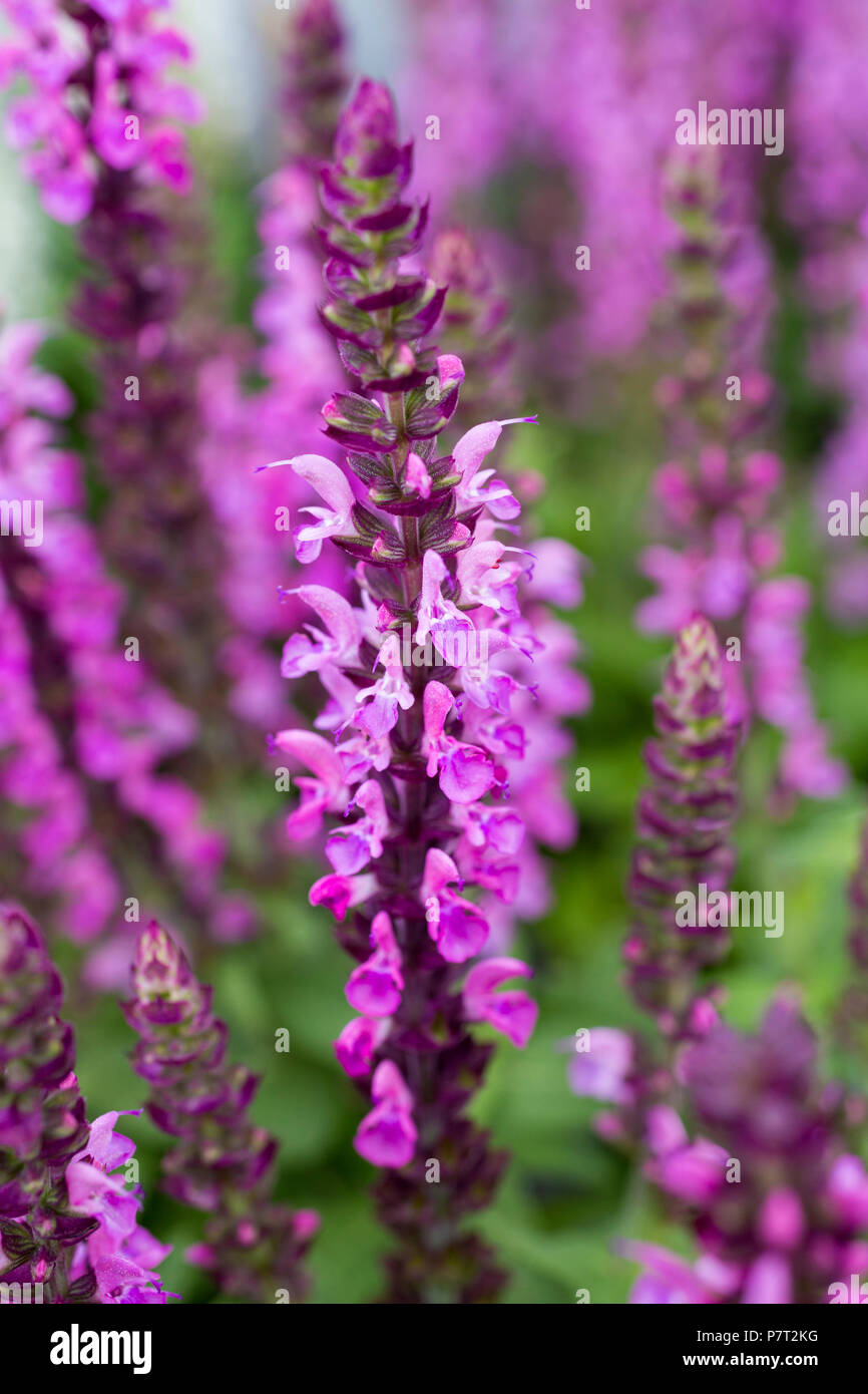 Salvia nemorosa 'Deep Rose' Sensation series Stock Photo - Alamy