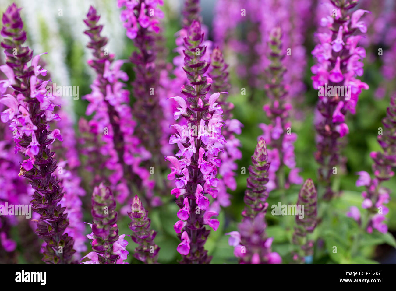 Salvia nemorosa 'Deep Rose' Sensation series Stock Photo - Alamy