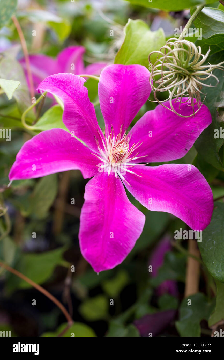Clematis boulevard series hi-res stock photography and images - Alamy