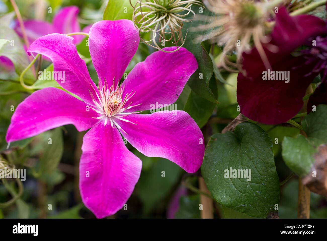 Boulevard clematis hi-res stock photography and images - Alamy