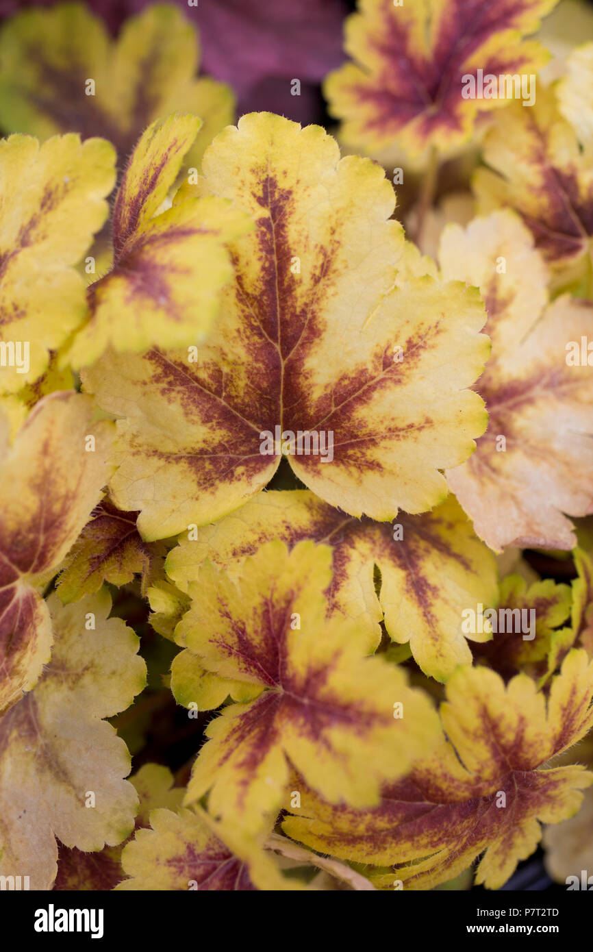 Heucherella 'Golden Zebra' Stock Photo - Alamy