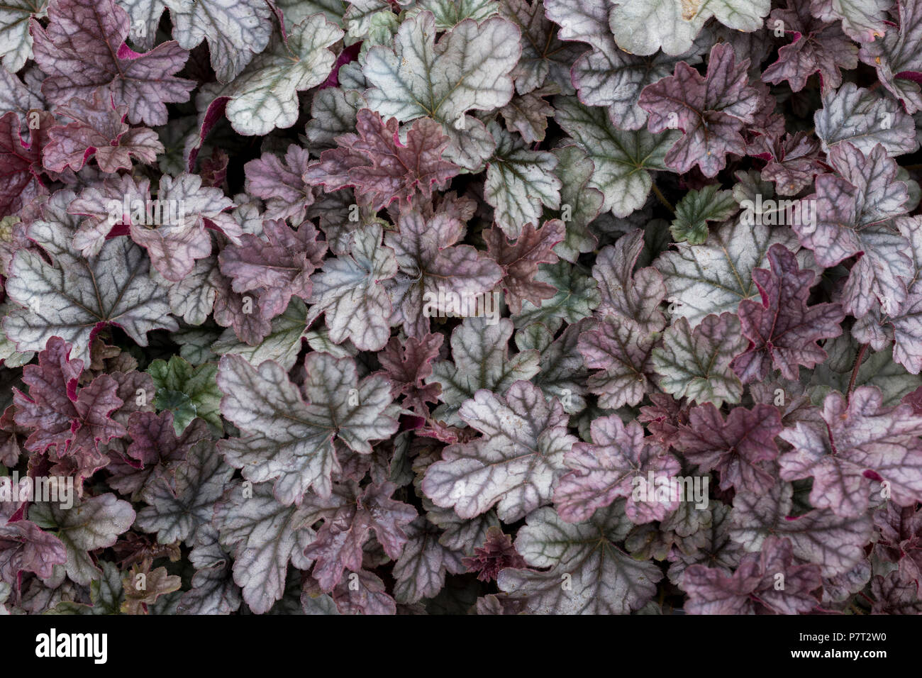 Heuchera 'Cinnabar Silver' Stock Photo - Alamy Heuchera 'Cinnabar Silver' Stock Photo - Alamy