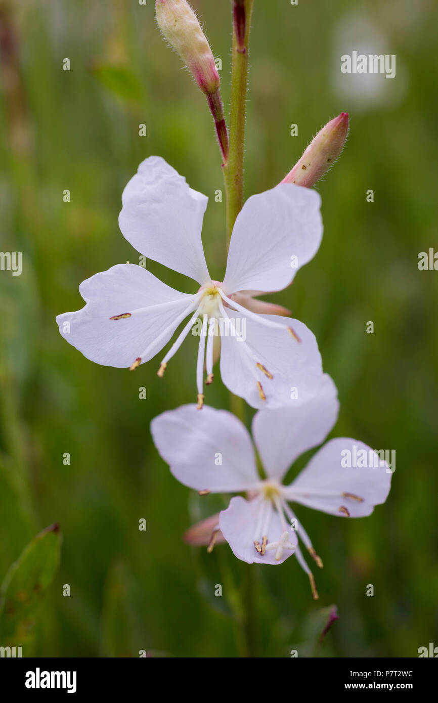 Gaura lindheimeri 'Gambit White' Stock Photo - Alamy