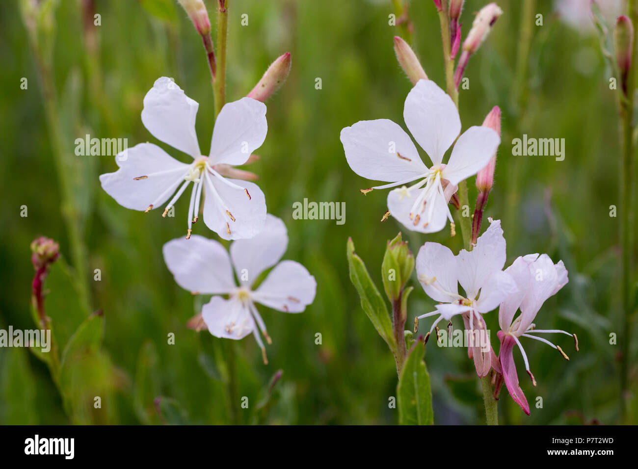 Gaura lindheimeri 'Gambit White' Stock Photo - Alamy