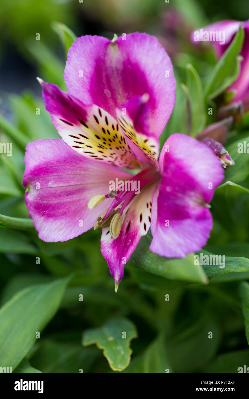 Alstroemeria 'Inca Mystic' Inca series Stock Photo - Alamy