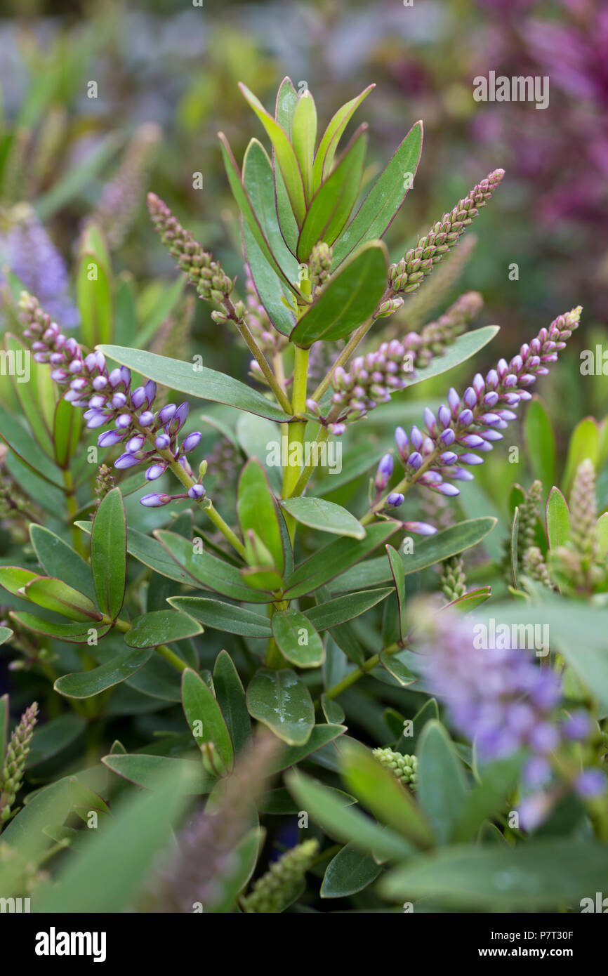 Hebe 'Blue Surprise' Stock Photo - Alamy
