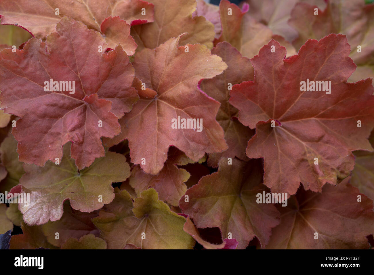 Heuchera Caramel High Resolution Stock Photography and Images - Alamy