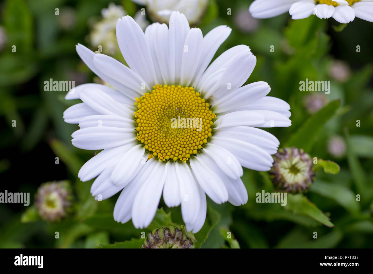 Leucanthemum 'Dwarf Snow Lady' Stock Photo - Alamy