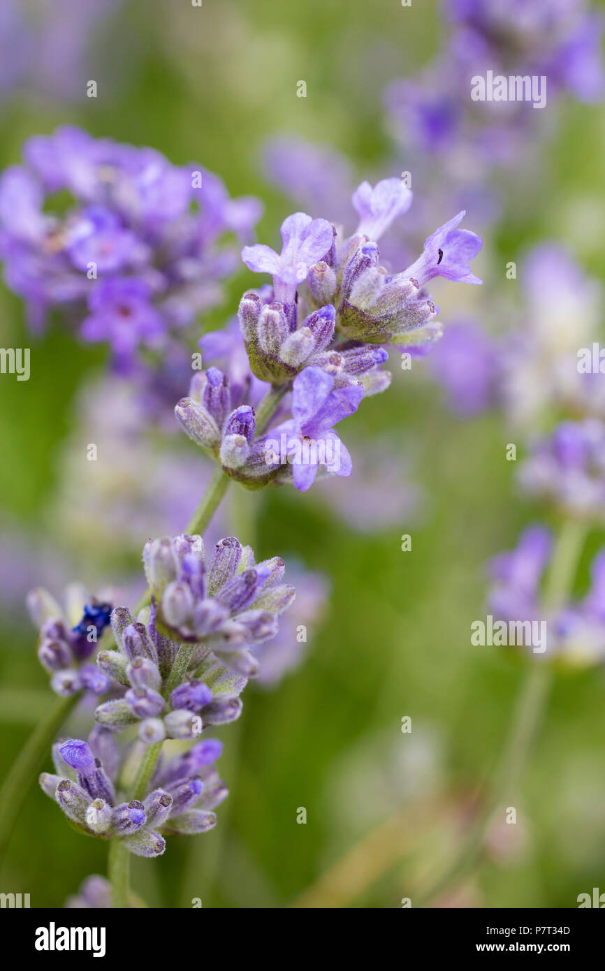 Lavandula angustifolia 'Munstead' Stock Photo - Alamy