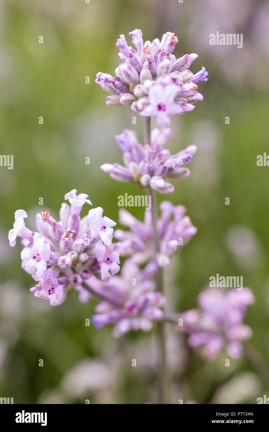 Lavandula angustifolia 'Rosea' Stock Photo - Alamy