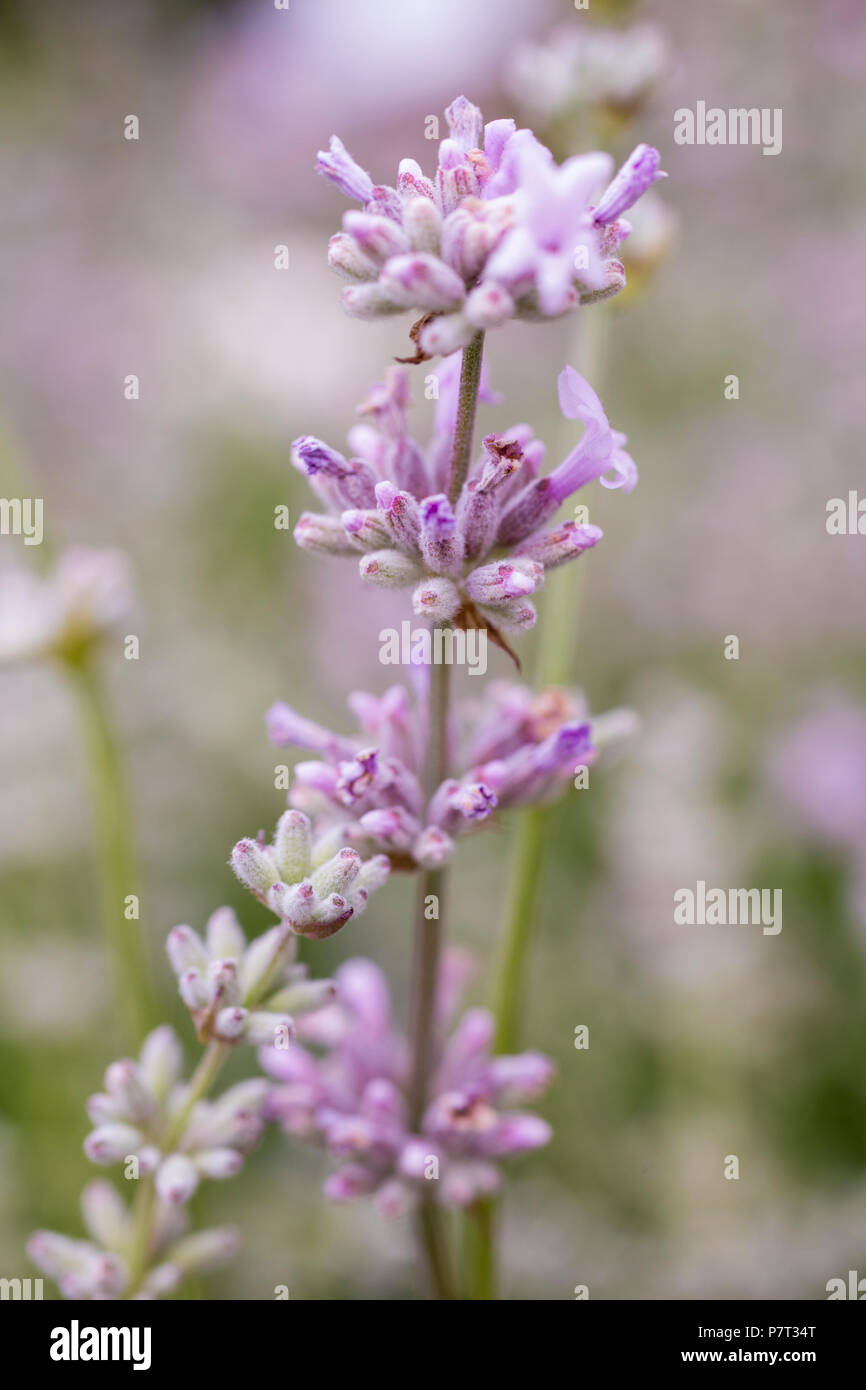 Lavandula angustifolia 'Rosea' Stock Photo - Alamy