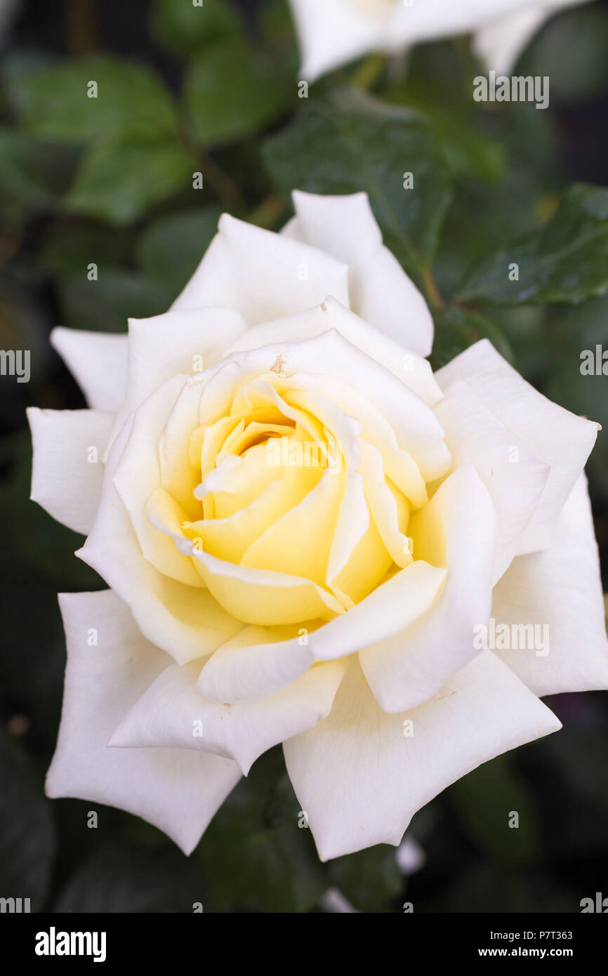 Diamond days hi-res stock photography and images - Alamy