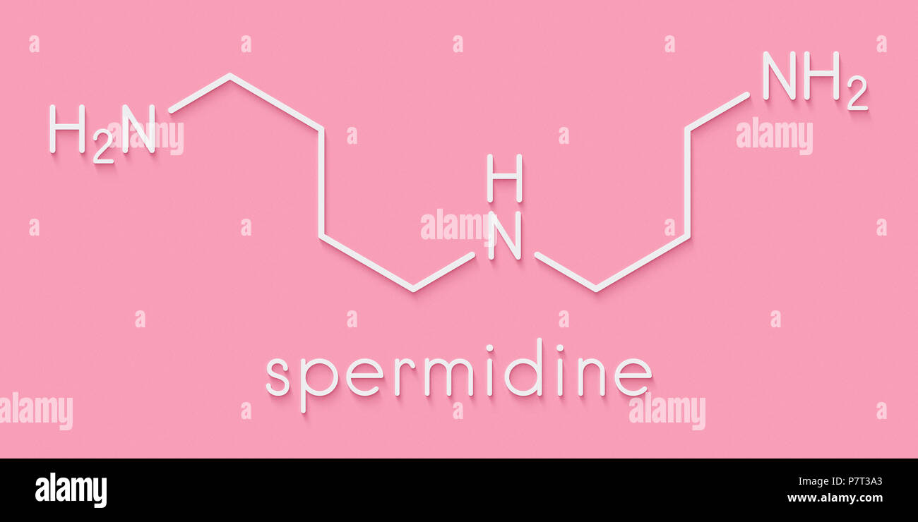 Spermidine molecule. Skeletal formula Stock Photo - Alamy