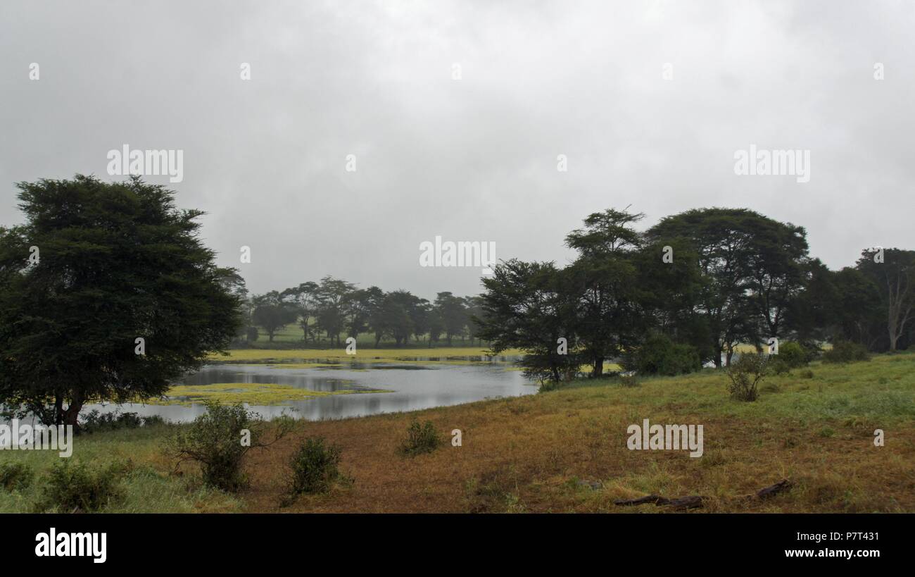 tropical rain forest in eastern part of kenya Stock Photo - Alamy