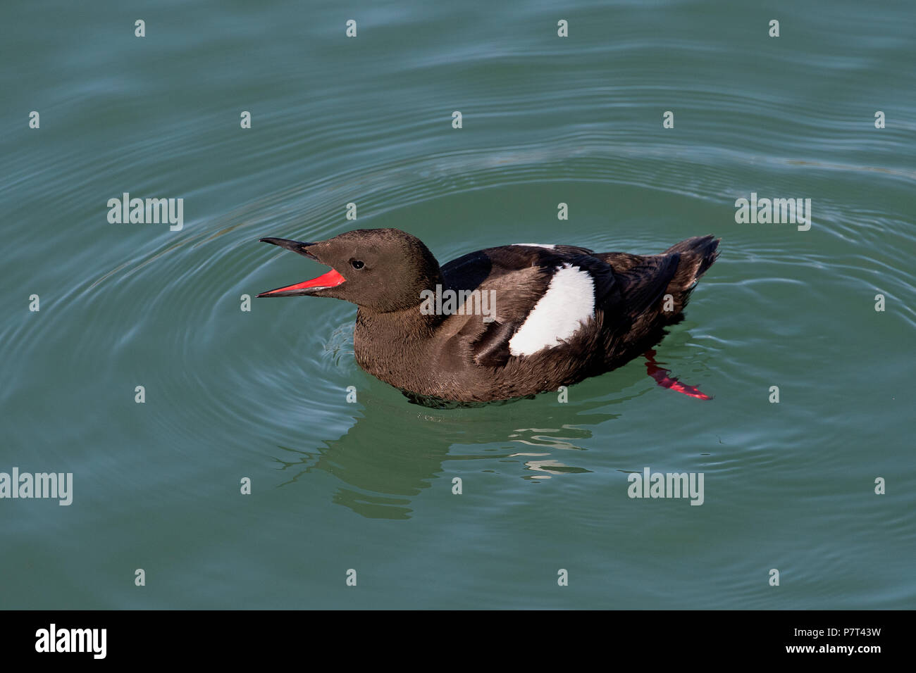 Black Guillemot (Cepphus grylle Stock Photo - Alamy