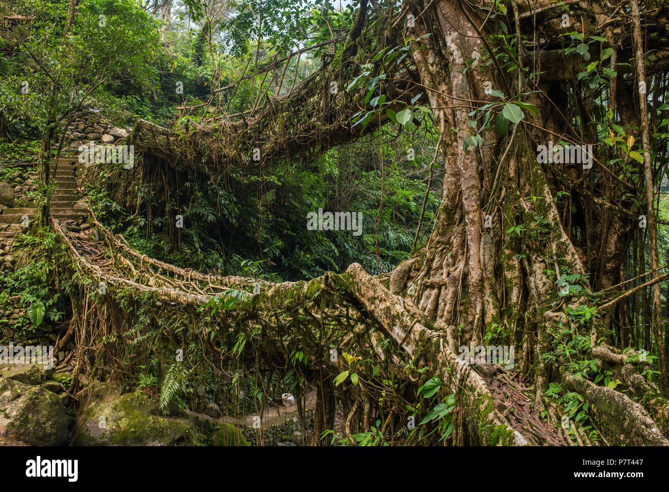 Living roots bridge near Nongriat village, Cherrapunjee, Meghalaya ...