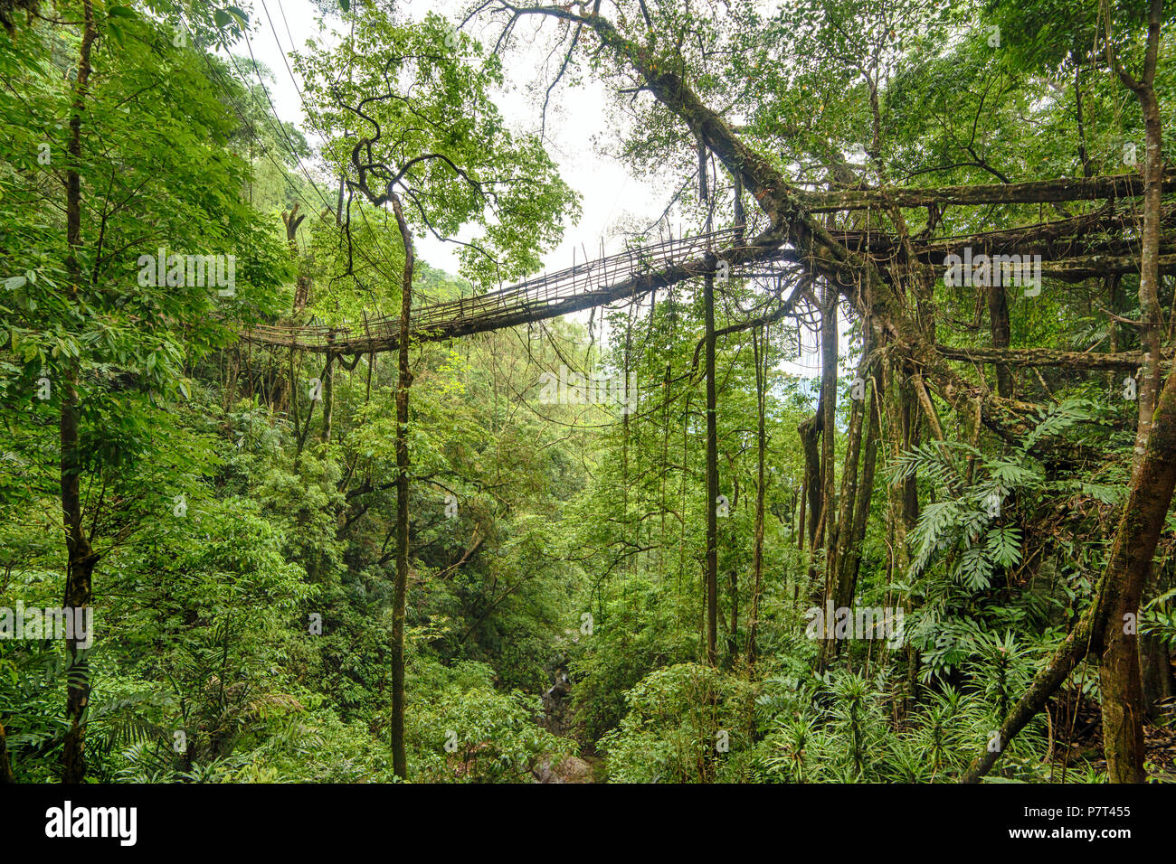 Tree Bridge India