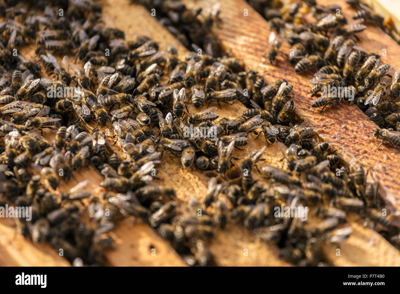 Beehive pattern hi-res stock photography and images - Alamy