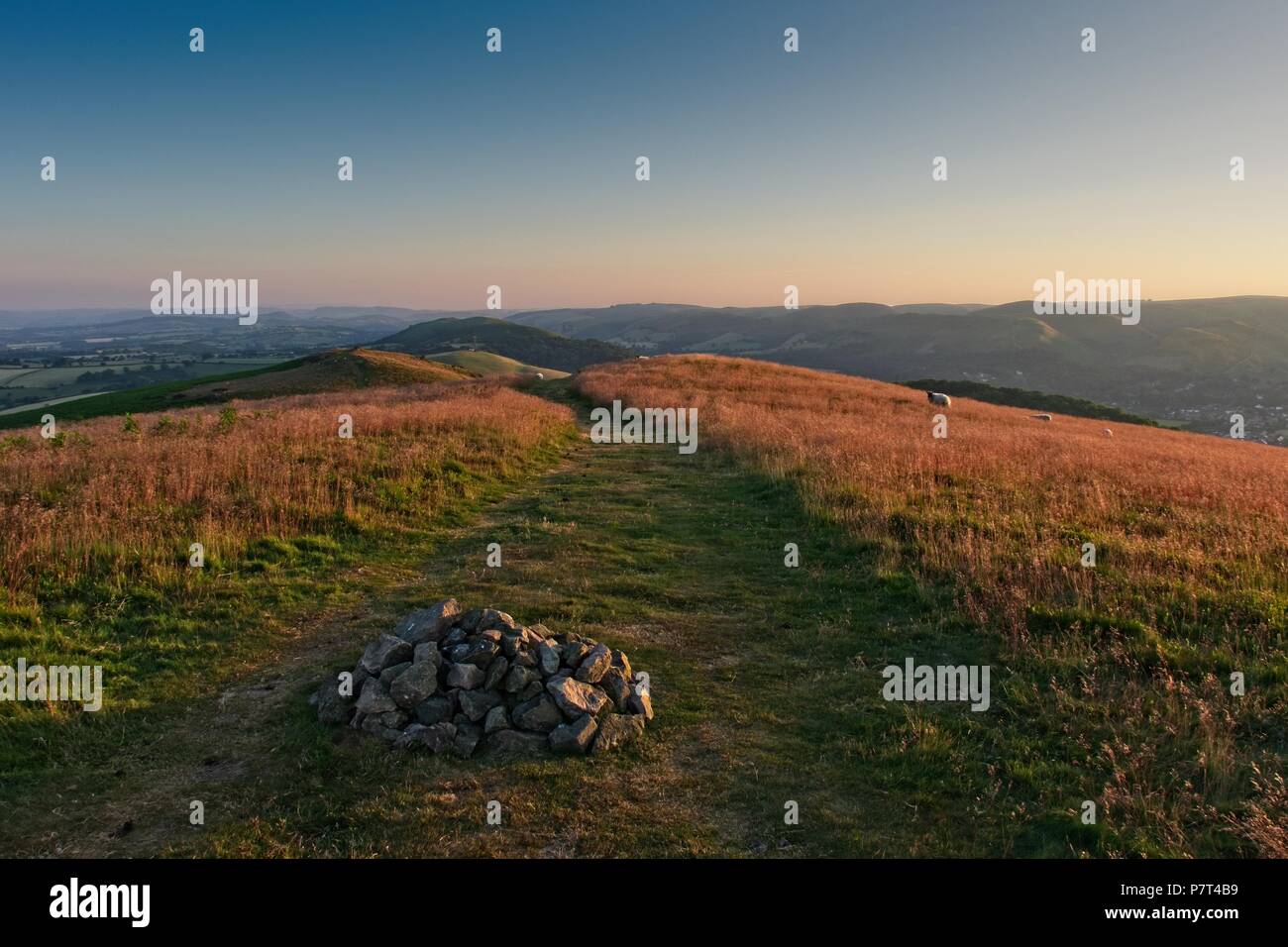 The summit ridge path on Hope Bowdler, with Hazler, Helmeth, Ragleth ...