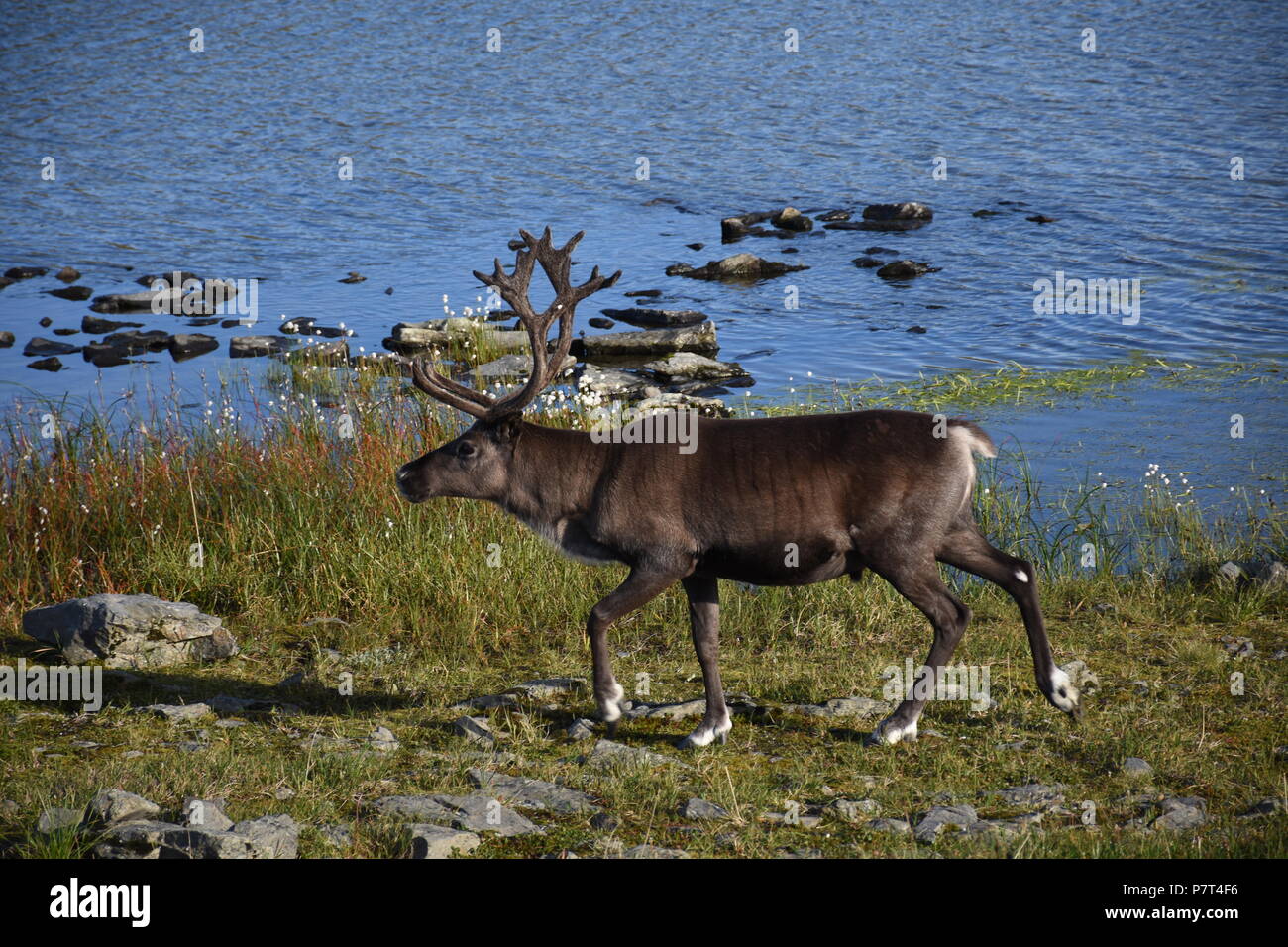 Rentierherde hi-res stock photography and images - Alamy