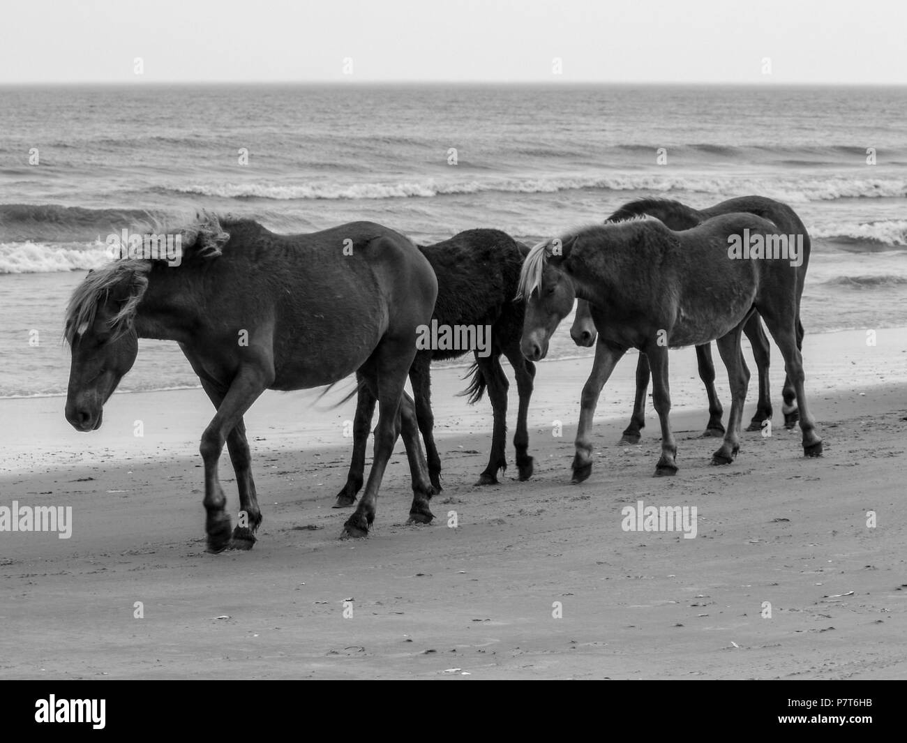OBX Outer Banks NC North Carolina Seashore Ocean wild horses ponies ...